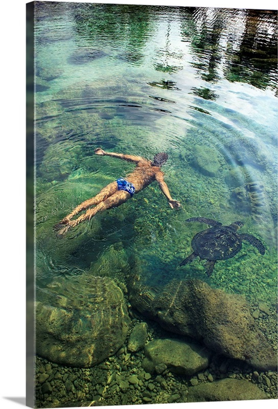 Hawaii, Oahu, Man And Hawaiian Sea Turtle Swimming Side By Side In The ...