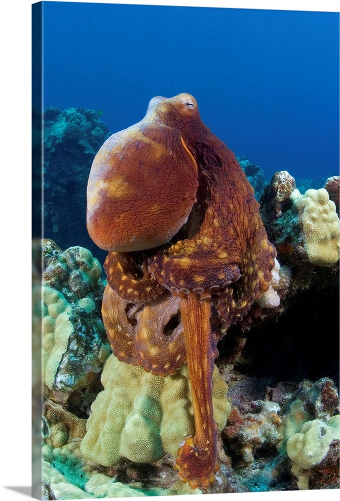 Hawaii, Octopus Cyanea Disguising Itself As A Part Of The Coral Reef ...