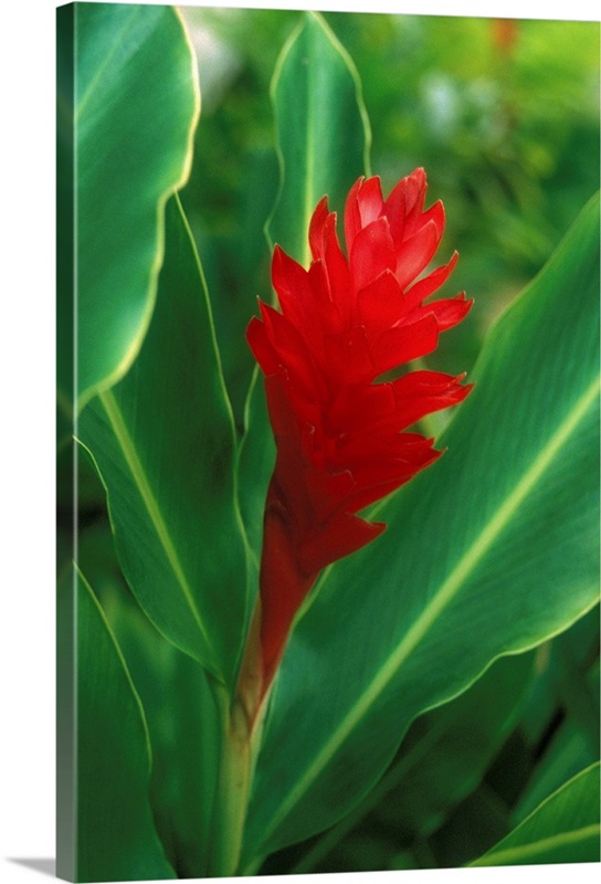 Hawaii, Red Torch Ginger | Great Big Canvas