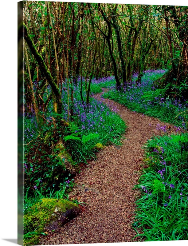 Hazel And Bluebells In Spring, Ardcarrig, County Galway, Ireland ...