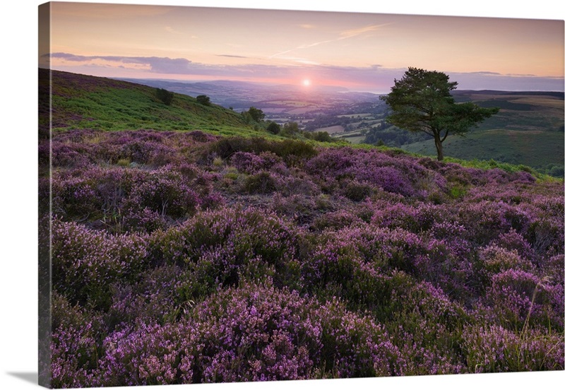 Heather At Wills Neck In The Quantock Hills Area Of Outstanding Natural ...