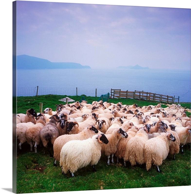Herding Sheep, Inishtooskert, Blasket Islands, Co Kerry, Ireland ...