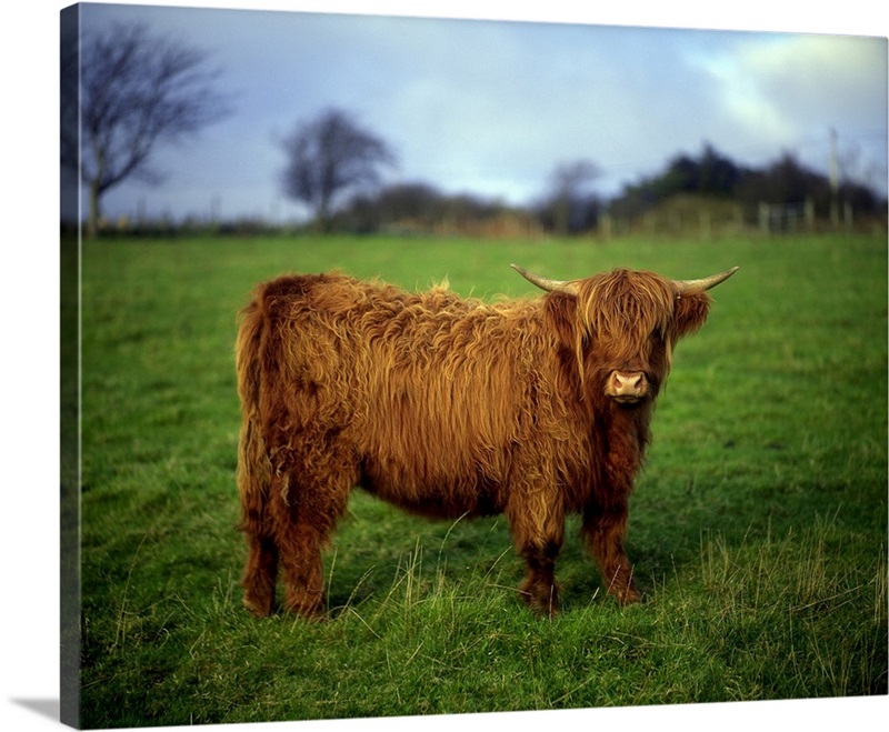 Highland Cow, County Donegal, Ireland | Great Big Canvas