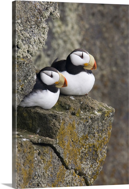Horned Puffin pair perched on a cliff ledge during Summer Saint Paul ...