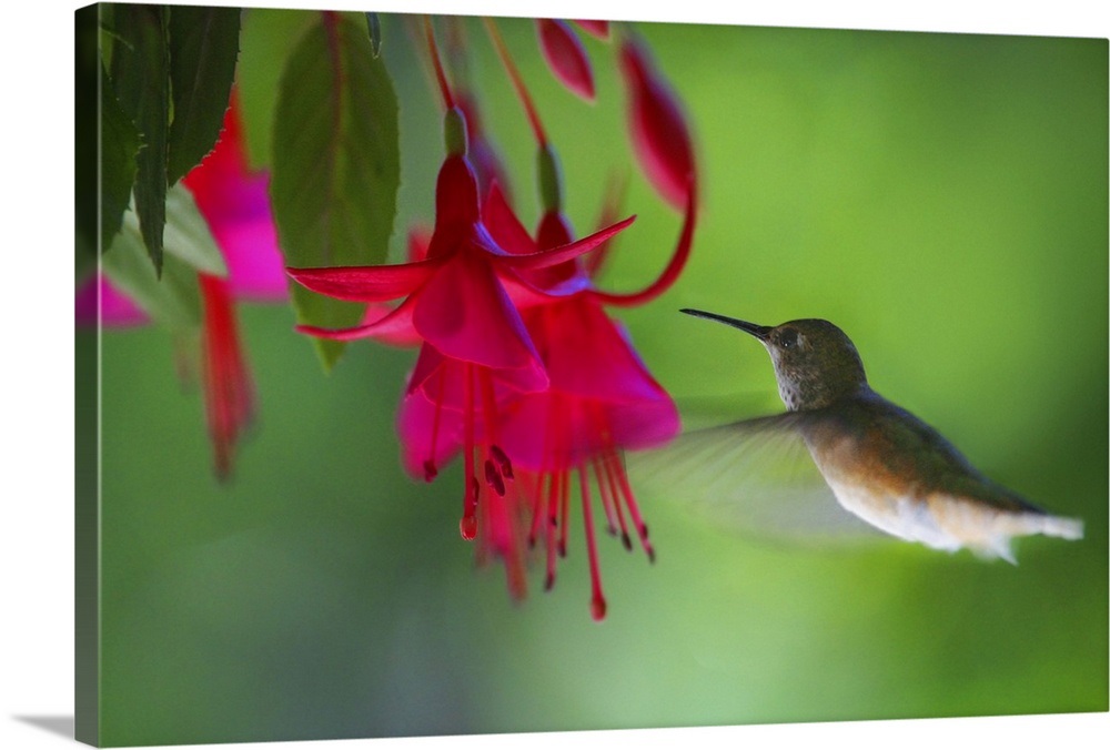 Hummingbird Wall Art, Canvas Prints, Framed Prints, Wall Peels | Great ...