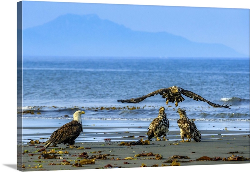 Immature Bald Eagles In Flight Fishing Along The Shoreline In Cook ...