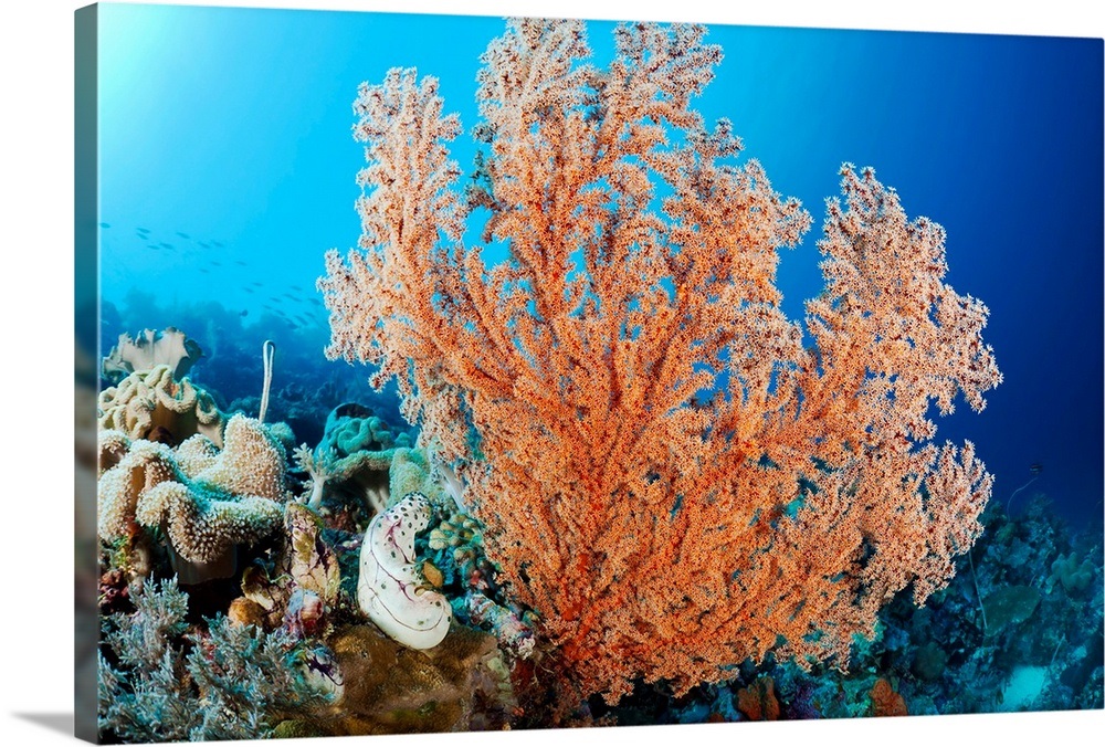 Indonesia, A Gorgonian Coral Tree Dominates This Underwater Scene Wall ...