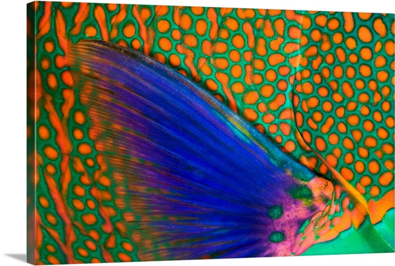 Indonesia, Komodo, Close-Up Of Parrotfish Scales And Pectoral Fin ...