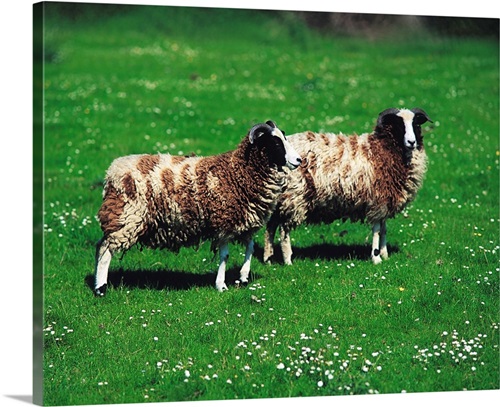 Jacob Sheep | Great Big Canvas