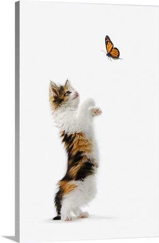 Kitten And Monarch Butterfly | Great Big Canvas