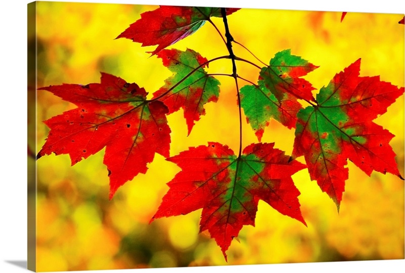 Leaves In Autumn | Great Big Canvas