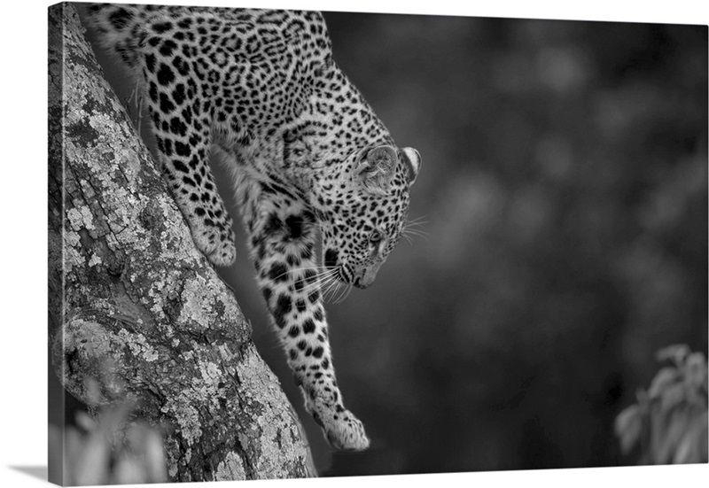 Leopard Lifting Its Paw Walking At The Kicheche Bush Camp, Masai Mara ...