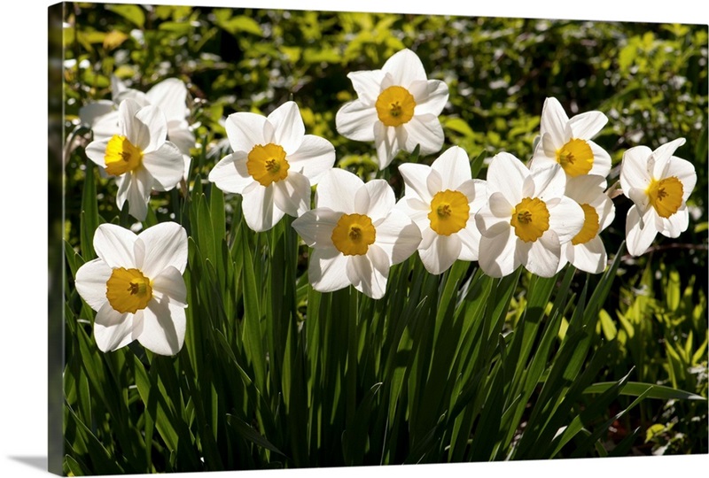 Line of spring daffodils, Narcissus species, in flower in springtime ...