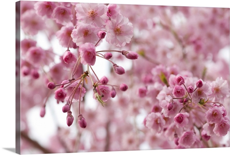 Looking up at flowering branches of a weeping Higan cherry tree.; Roger ...