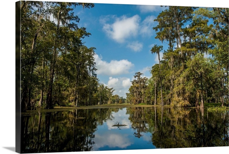 Louisiana, Swamp landscape, Breaux Bridge | Great Big Canvas