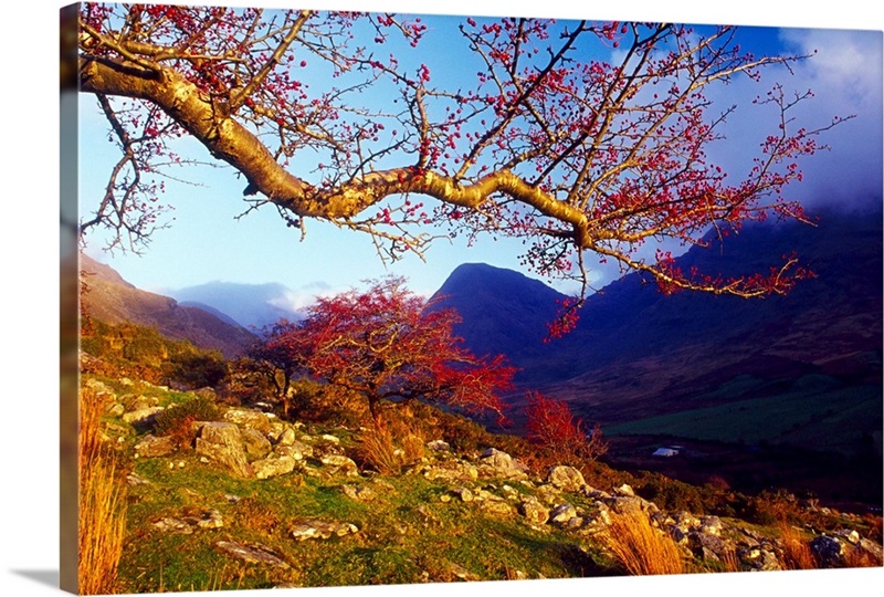 Macgillycuddy's Reeks, County Kerry, Ireland; Rowan Tree | Great Big Canvas