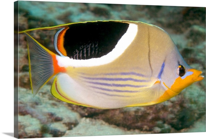 Malaysia, Saddleback Butterflyfish | Great Big Canvas