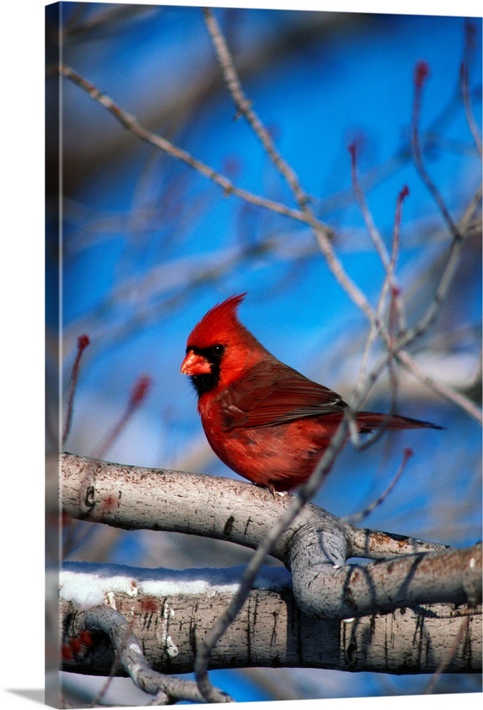 Male Northern Cardinal Bird Wall Art, Canvas Prints, Framed Prints ...