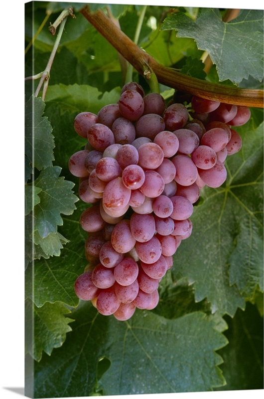 Mature cluster of Crimson Seedless table grapes on the vine, ready for ...
