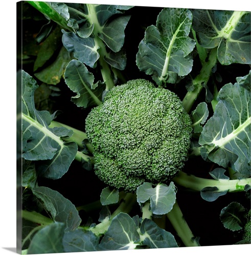 Mature head of broccoli ready for harvest, Salinas Valley, California ...