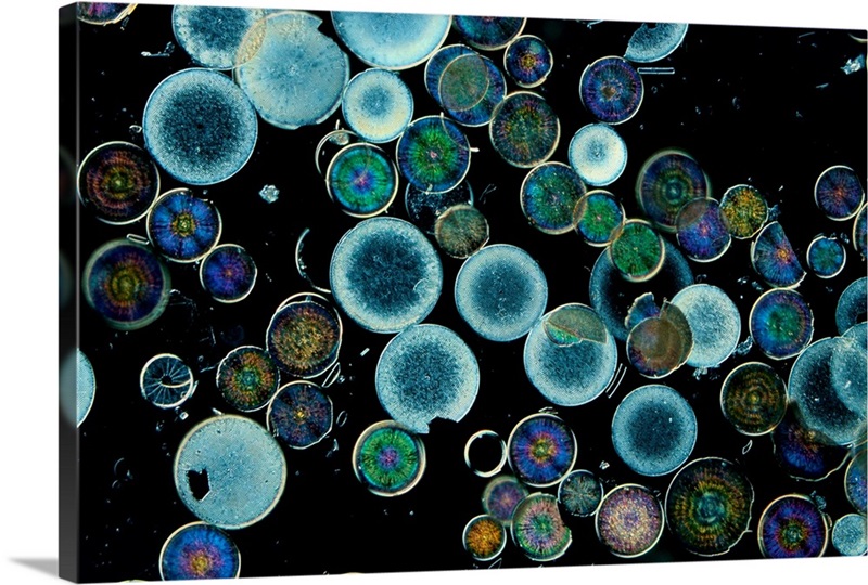 Microscopic view of diatoms. | Great Big Canvas