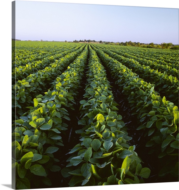 Mid growth minimum tillage soybean field, with farmsteads in the ...