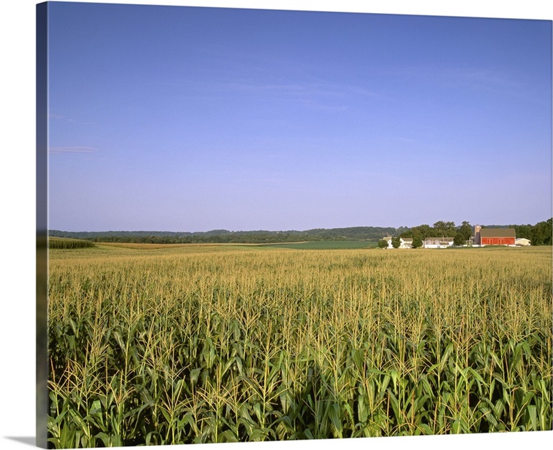 Mid growth tasseled grain corn field in late afternoon light | Great ...