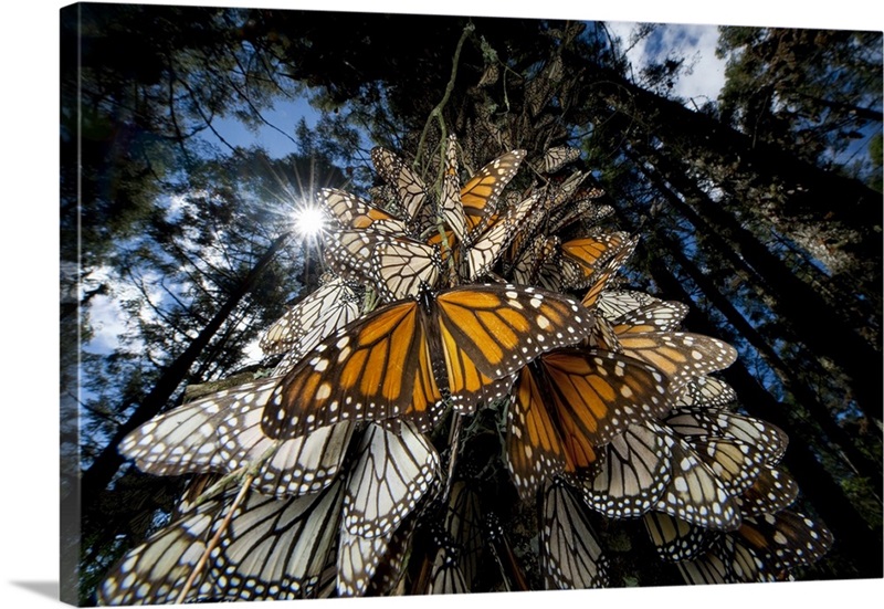 Millions Of Monarch Butterflies Travel To Winter Roosts In Mexico ...