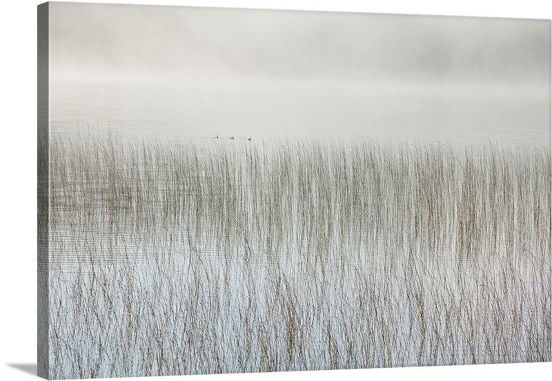 Mist On A Lake With Reeds; Ontario, Canada | Great Big Canvas