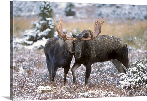 Moose Bull And Cow, Powerline Pass, Chugach State Park, Chugach ...