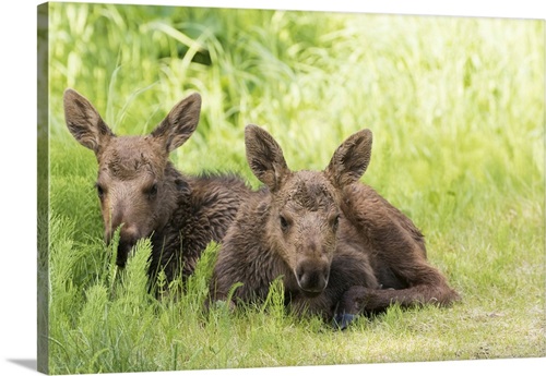 Moose Calves Laying Together While Their Mother Feeds Nearby, Anchorage ...
