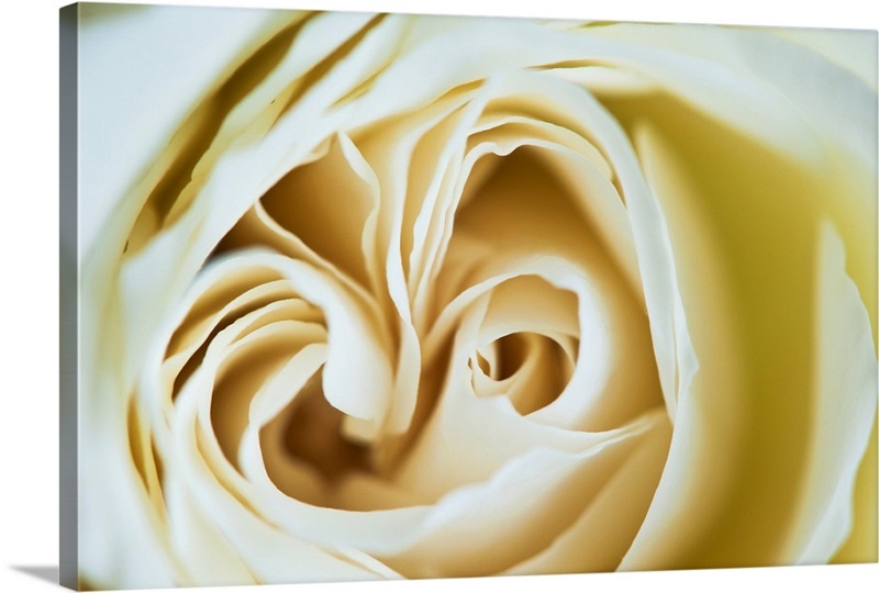 Morocco, Detail of rose in the gardens of La Mamounia Hotel, Marrakech ...