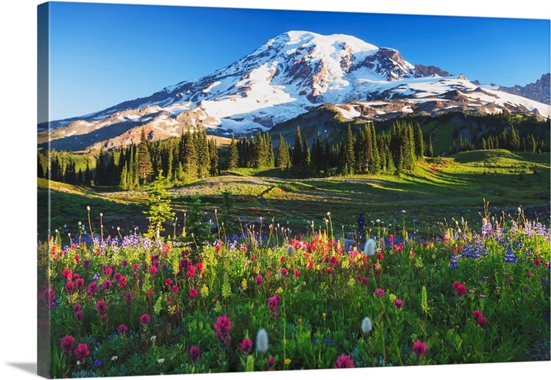 Mount Rainier And Wildflowers In A Meadow, Mount Rainier National Park ...