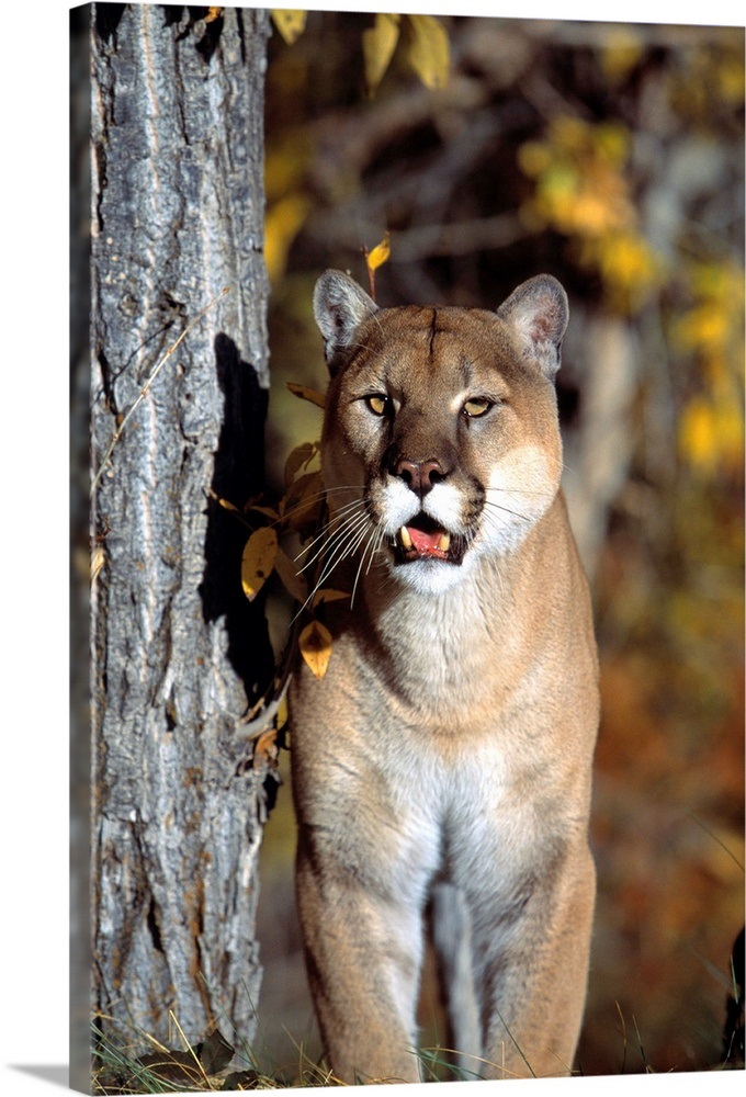Mountain Lion Wall Art, Canvas Prints, Framed Prints, Wall Peels ...