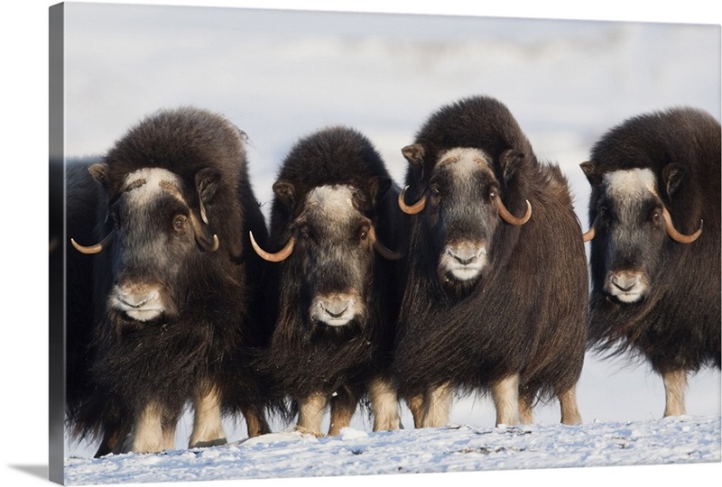 Musk ox cows in a defensive lineup during Winter on the Seward ...