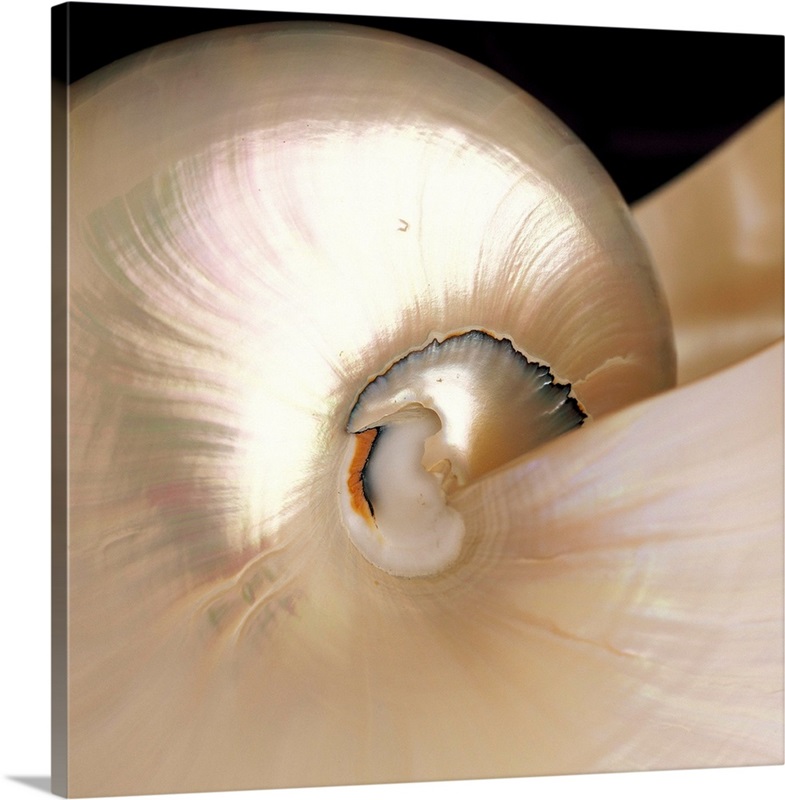 Nautilus Shell With Shiny Iridescent Texture | Great Big Canvas