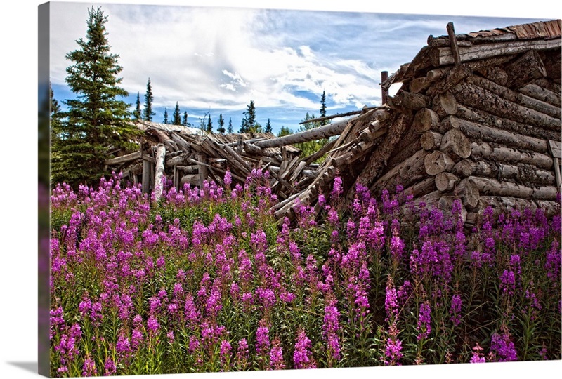 Old Trappers Cabin Surrounded By Fireweed At Silver City, Yukon, Canada | Great Big Canvas
