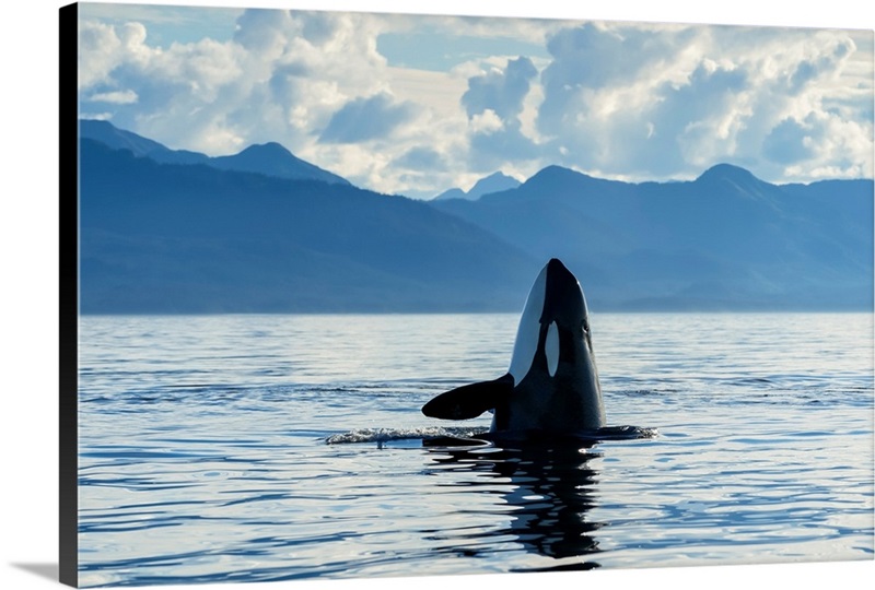 Orca Spyhopping To Get An Above Surface View Of Its Surroundings ...