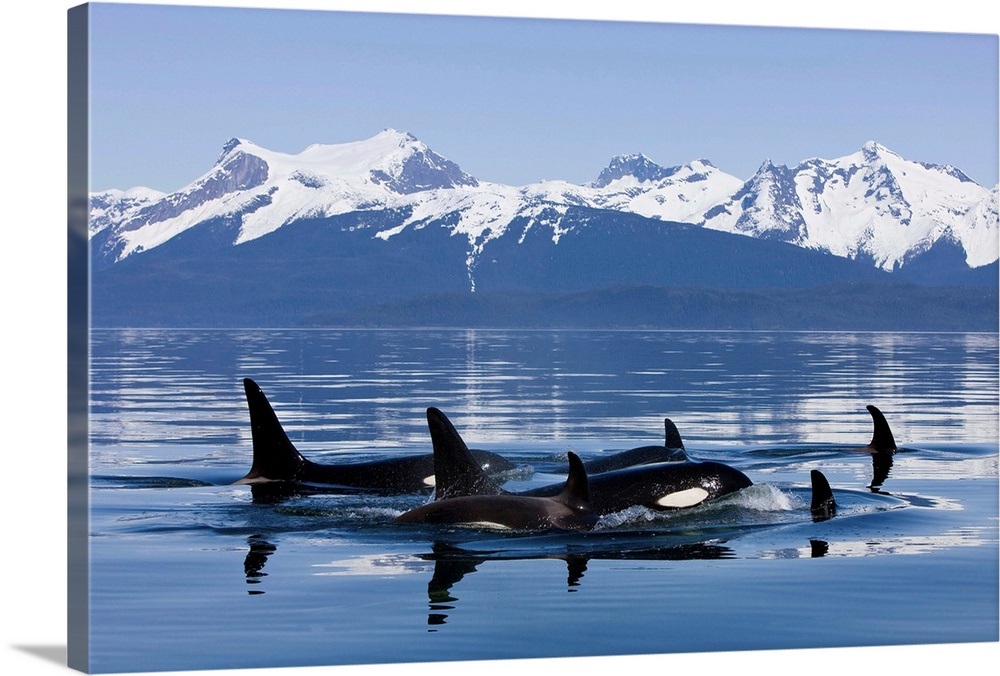 Orca Surface In Lynn Canal Near Juneau, Inside Passage, Alaska Wall Art ...