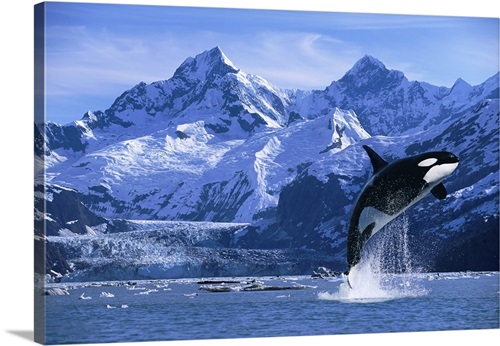 Orca Whale Breaching Glacier Bay | Great Big Canvas