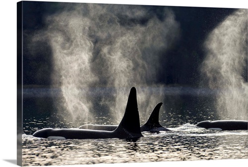 Orca Whales surfacing | Great Big Canvas
