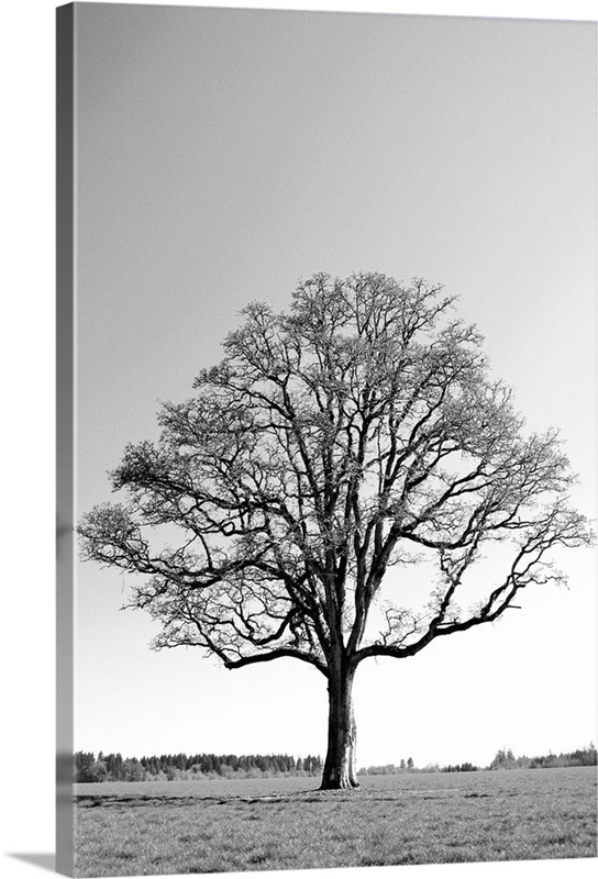 Oregon, Willamette Valley, Oak tree in early spring season | Great Big ...