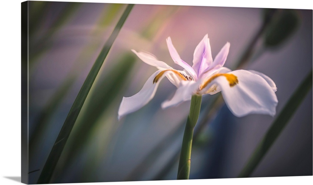 Palestine Lily, Sharon Valley, Israel Wall Art, Canvas Prints, Framed ...
