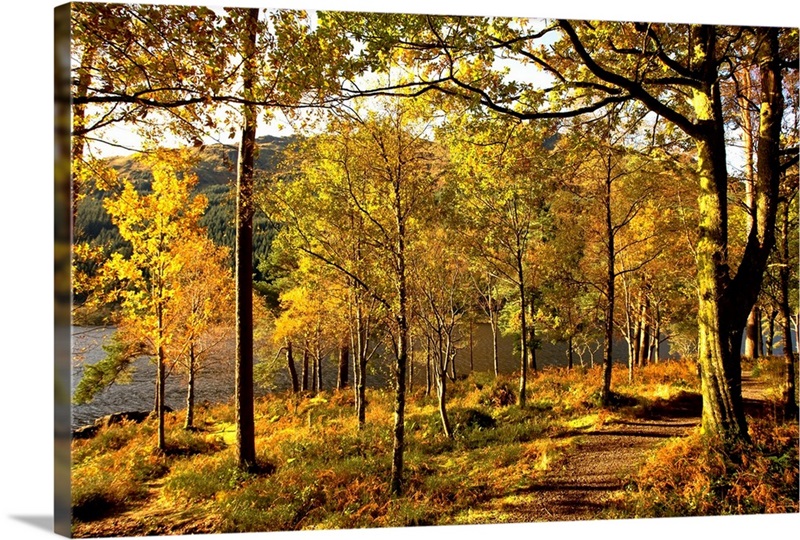 Path Through Autumn Woods, Argyll And Bute, Scotland | Great Big Canvas