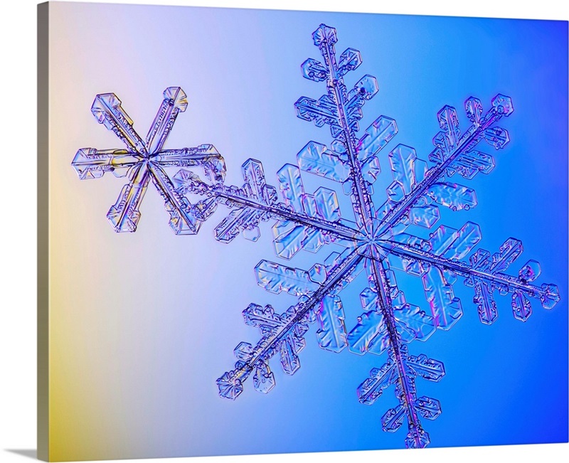 Photomicroscopic close up of two snowflake crystals | Great Big Canvas