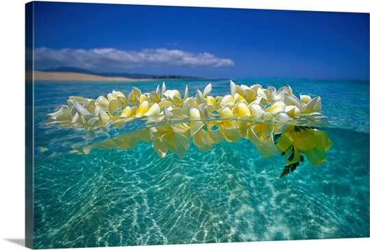 Plumeria Lei Floating On Ocean Surface Wall Art, Canvas Prints, Framed ...