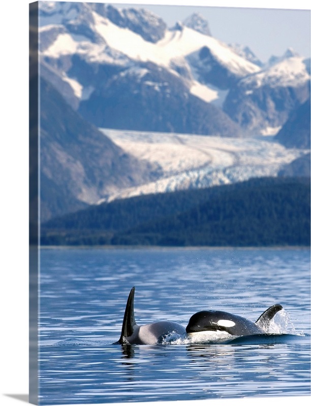 Pod of Orca whales surfacing in Favorite Passage of the Lynn Canal ...