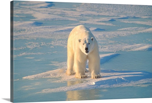 Polar Bear On Ice | Great Big Canvas