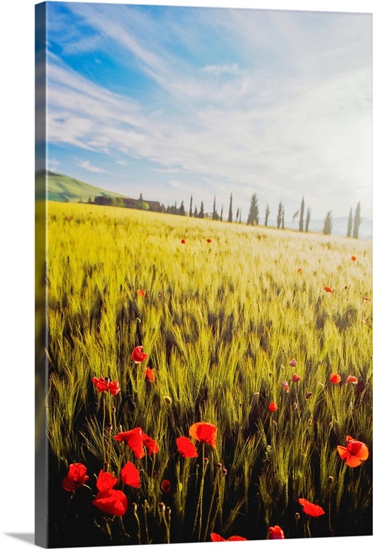Poppies In Wheat Field At Dawn | Great Big Canvas