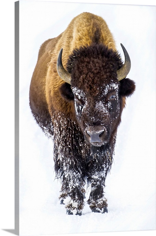 Portrait Of A Buffalo | Great Big Canvas